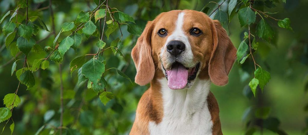 Health concerns – Beagle Health