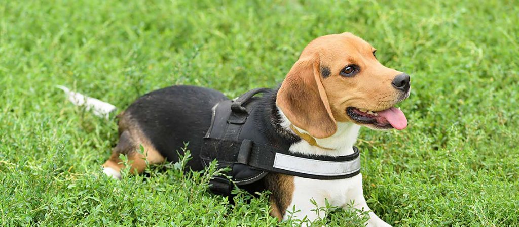 Should I use a collar or harness on my beagle? – Beagle Health